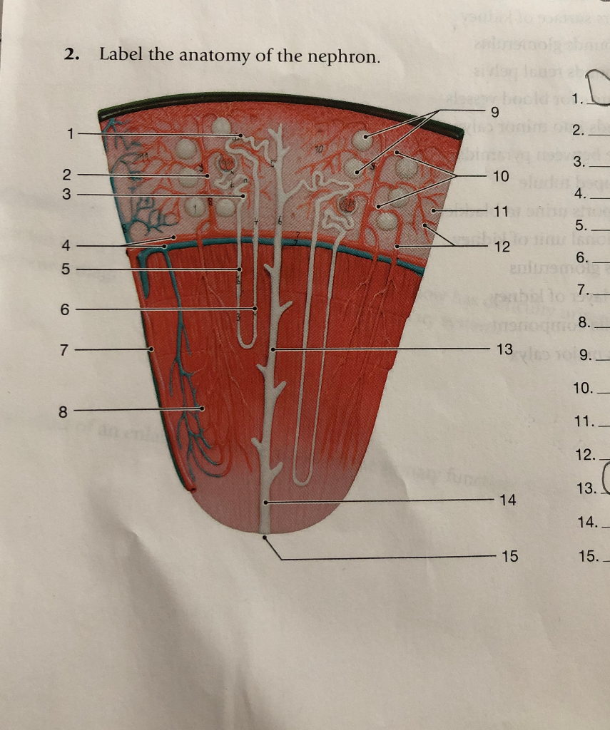 Solved Label the anatomy of the nephron. 2. 9 10 4. 1 5. 12 | Chegg.com