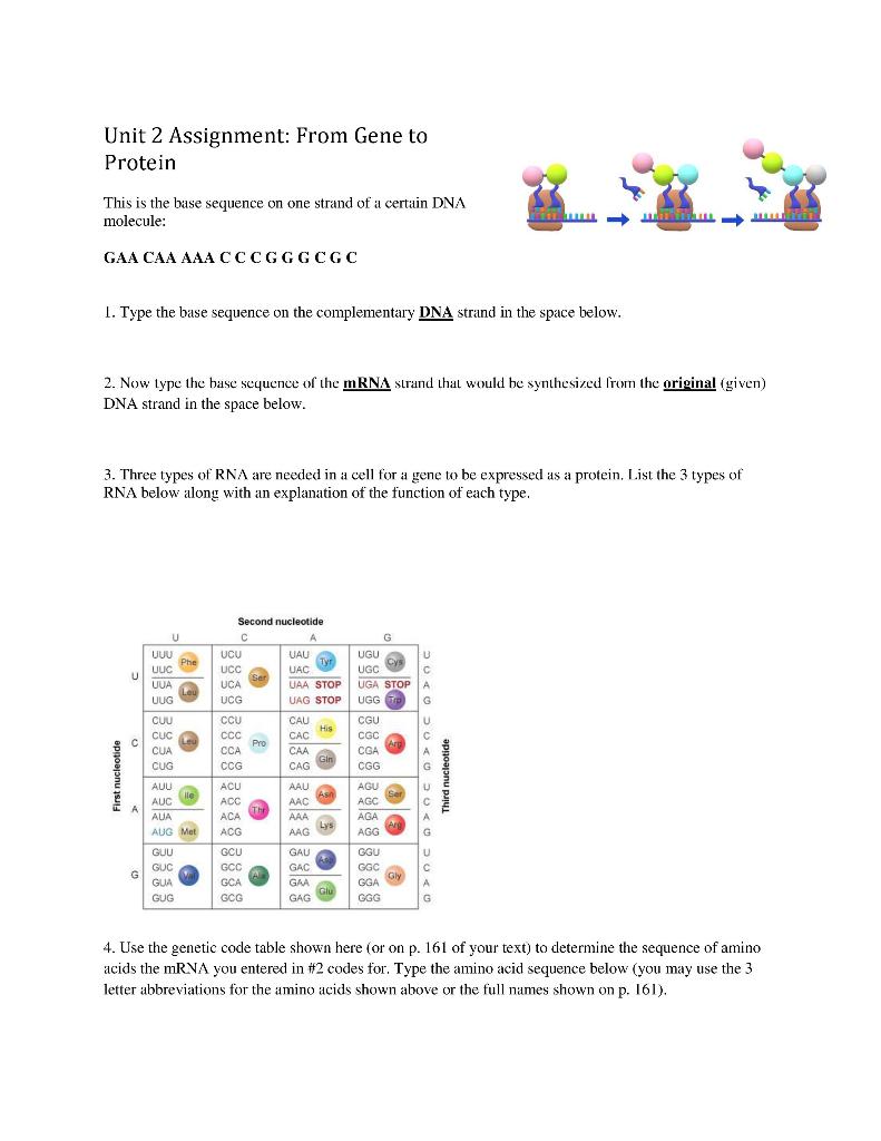 Solved 1. Type the base sequence on the complementary DNA | Chegg.com