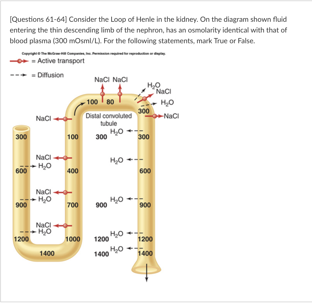 Solved [Questions 61-64] Consider the Loop of Henle in the | Chegg.com