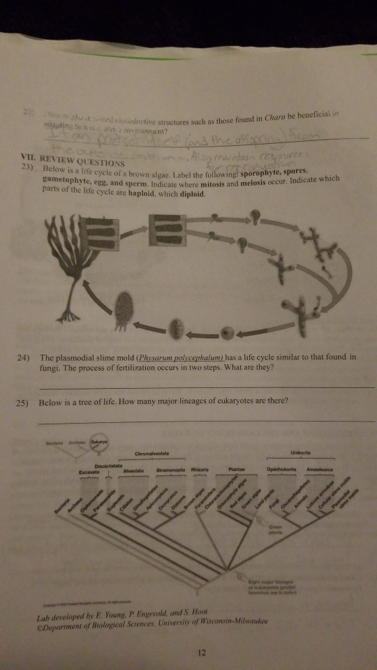 Chara Algae Life Cycle
