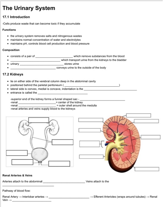 Solved The Urinary System 17.1 Introduction -Cells produce | Chegg.com