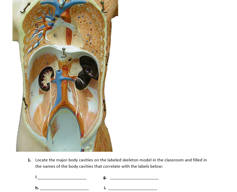 Solved 1. Locate the major body cavities on the labeled | Chegg.com