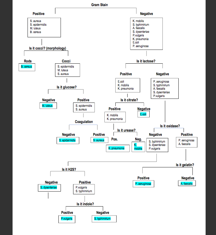 Solved Based on the dichotomous key what is my unknown | Chegg.com