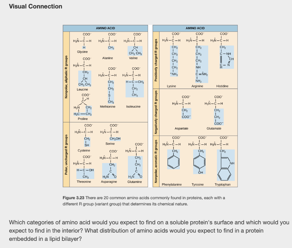 Solved Which categories of amino acid would you expect to | Chegg.com