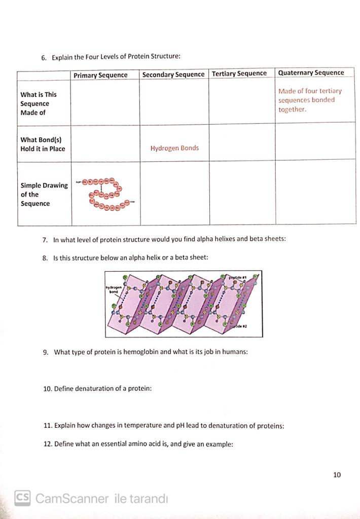 Solved 6. Explain the Four Levels of Protein Structure: | Chegg.com
