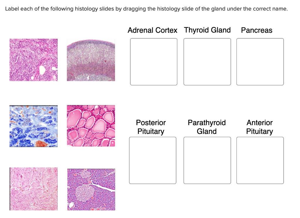 Solved Label each of the following histology slides by | Chegg.com