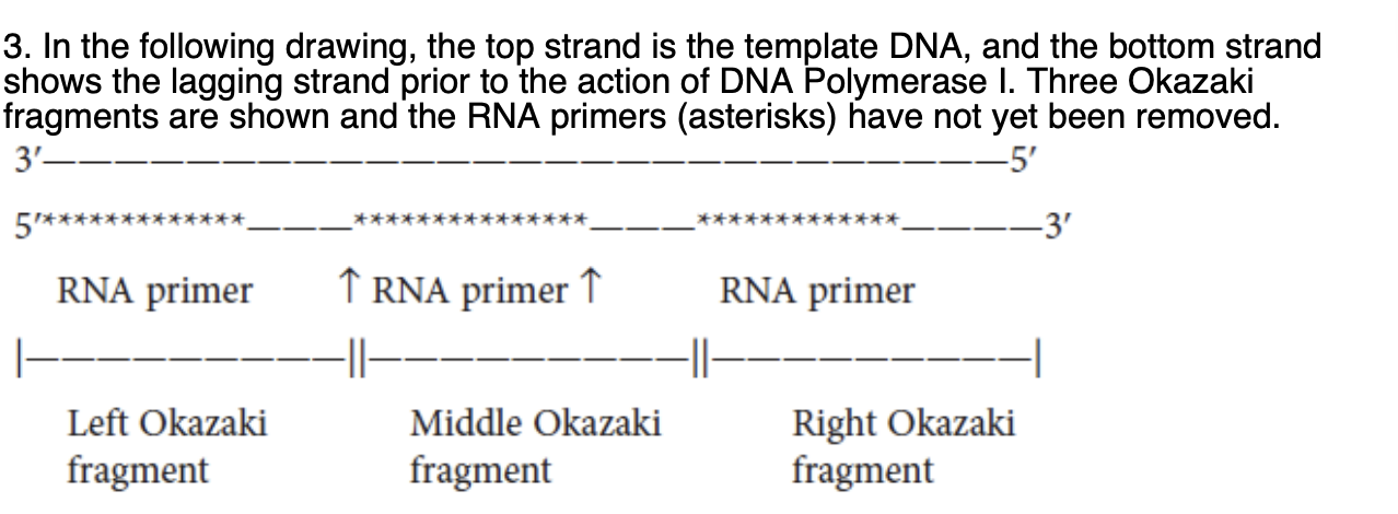 Solved Which RNA primer would be the first one to be removed | Chegg.com