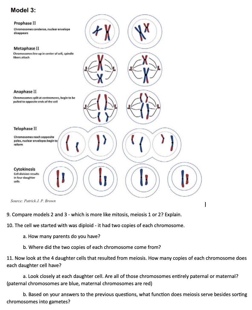 Solved Model 1: Mitosis review Mitosis is divided into 5 | Chegg.com