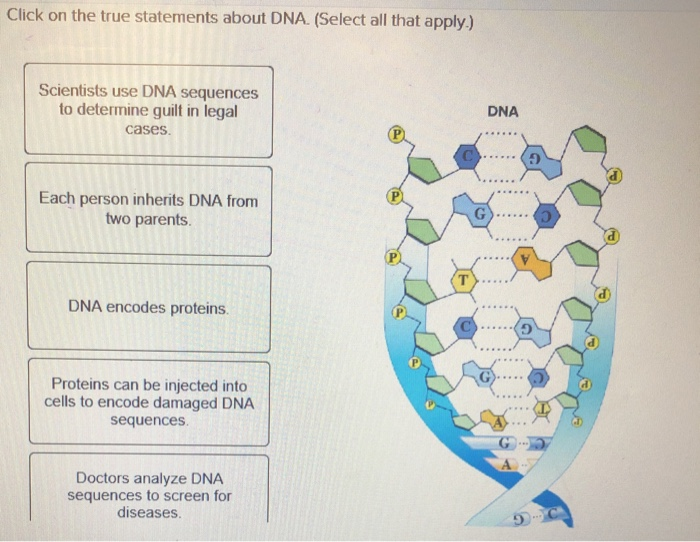 Solved Click on the true statements about DNA (Select all | Chegg.com