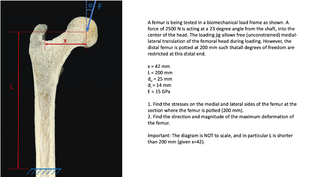 Solved 10/F A femur is being tested in a biomechanical load | Chegg.com