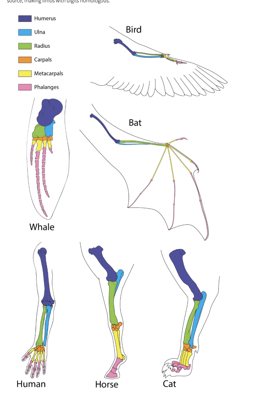 10. Review the forelimb skeletal anatomy figure in | Chegg.com