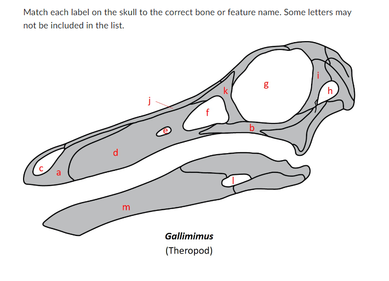 Solved Match each label on the skull to the correct bone or | Chegg.com