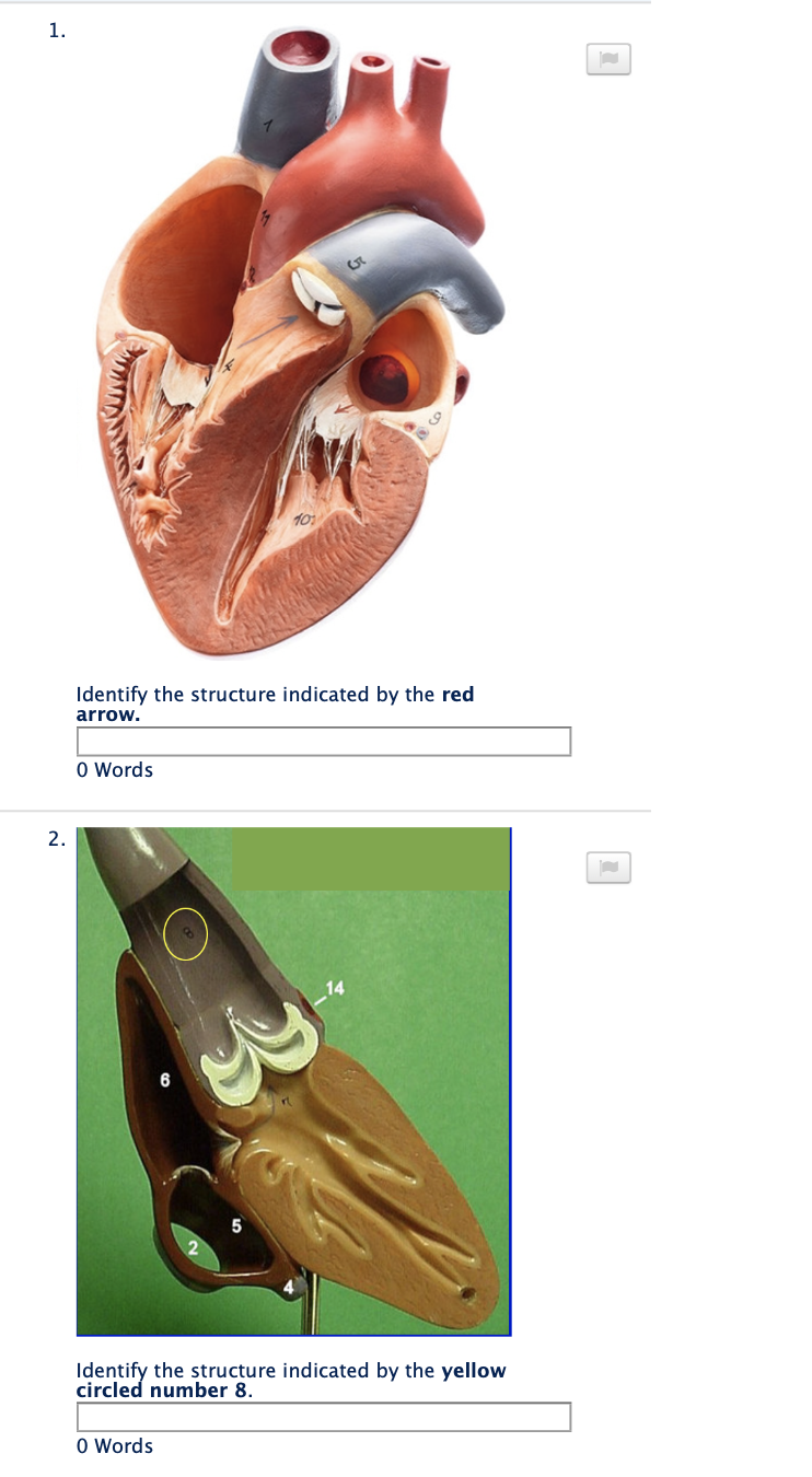 Solved 1. 101 Identify the structure indicated by the red | Chegg.com