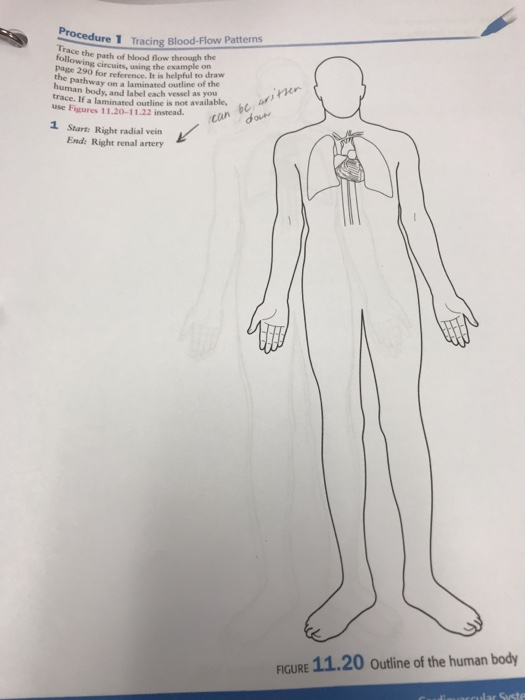 Solved ure 1 Tracing Blood-Flow Patterns Trace the path of | Chegg.com