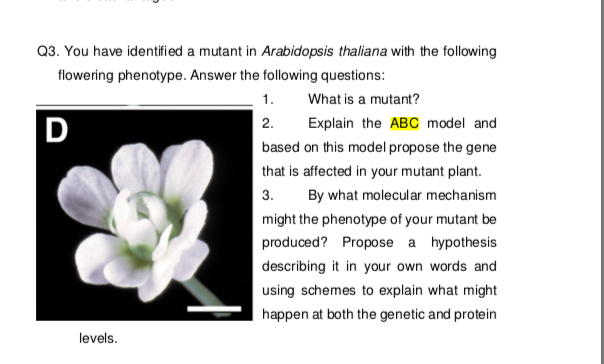 Solved Q3. You have identified a mutant in Arabidopsis | Chegg.com