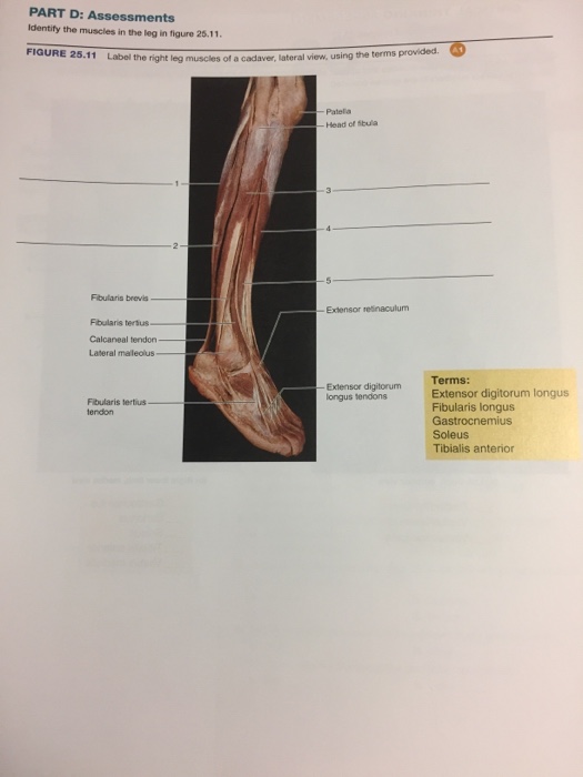 Solved PART D Assessments Identify The Muscles In The Leg Chegg