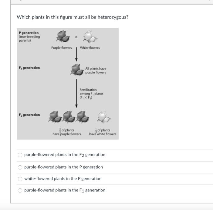 Solved Which plants in this figure must all be heterozygous? | Chegg.com