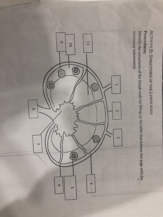Solved Activity D Structures Of The Lymph Node Procedure Chegg
