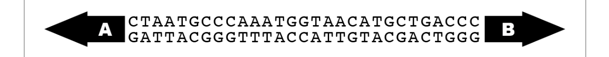 Solved The DNA sequence below encodes a peptide that is 6 | Chegg.com