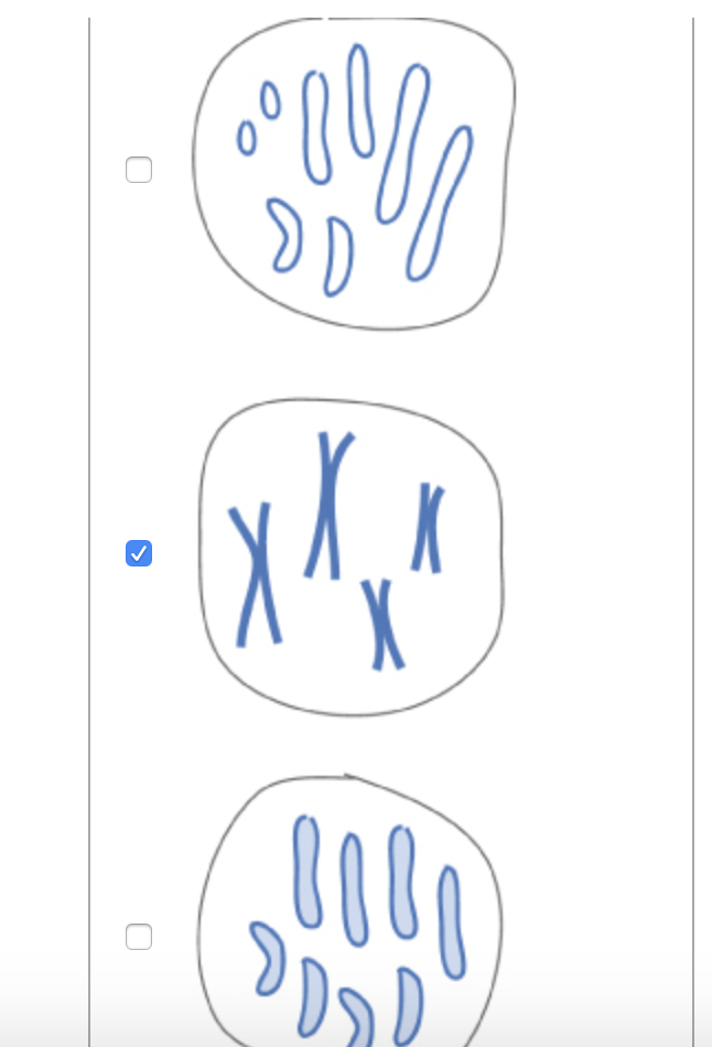 Solved Which models show a 2n = 8 cell? Select all that | Chegg.com