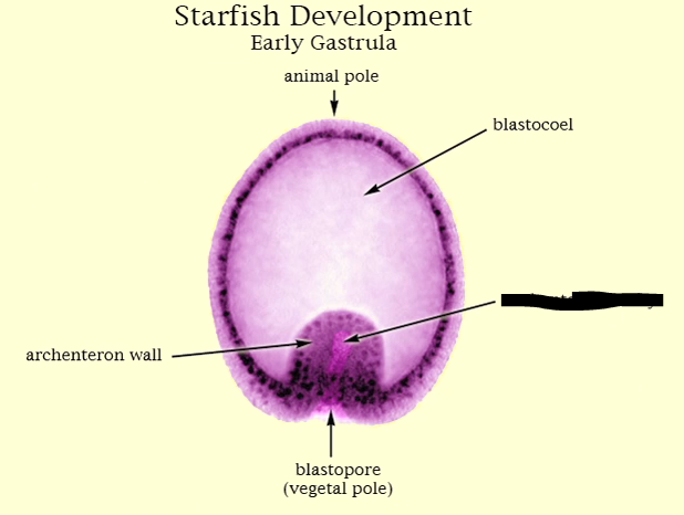 Gastrula Starfish