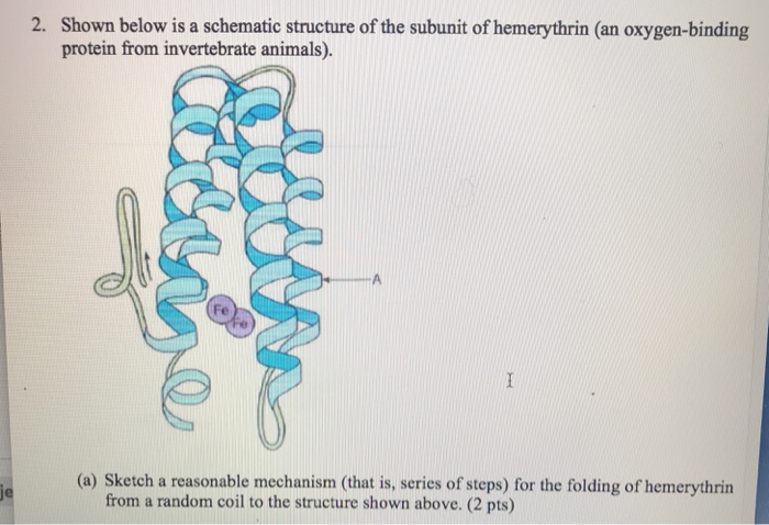 Solved Shown below is a schematic structure of the subunit | Chegg.com