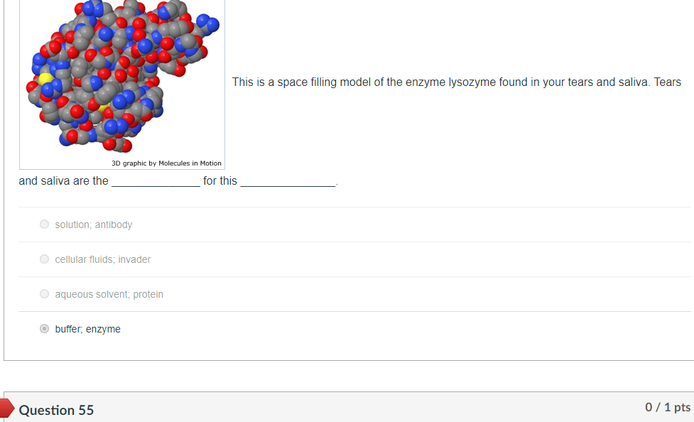 Solved This is a space filling model of the enzyme lysozyme | Chegg.com