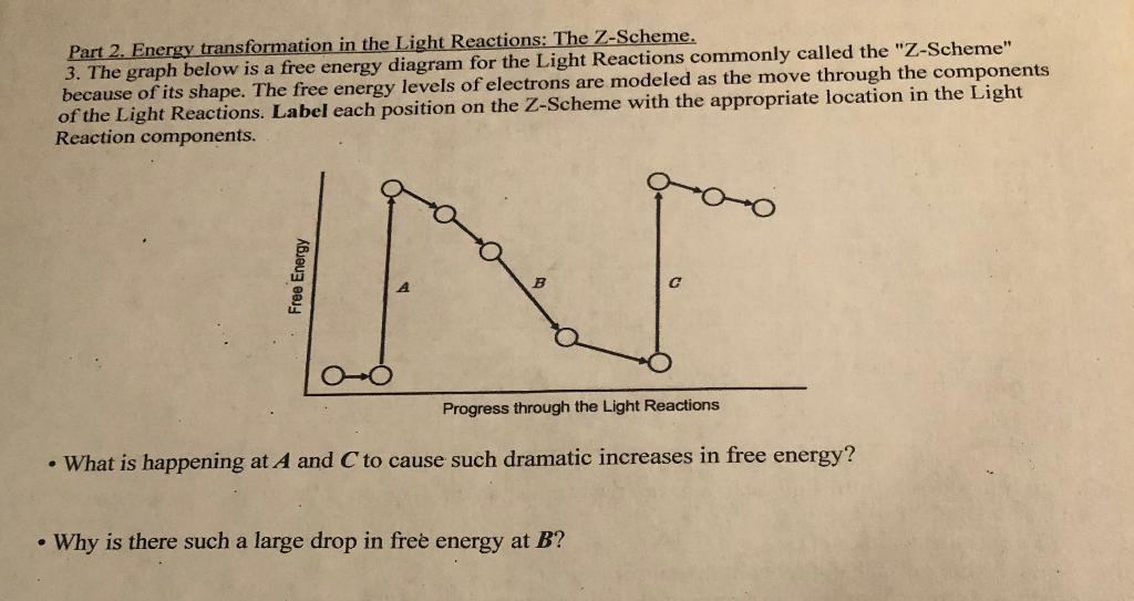 Solved Part 2. Energy transformation in the Light Reactions: | Chegg.com