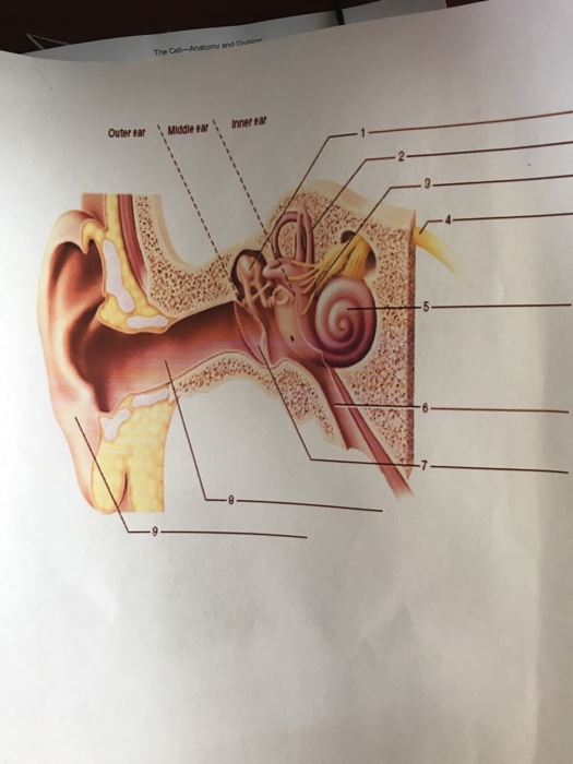 Solved Outer ear Middle ear Inner ear | Chegg.com