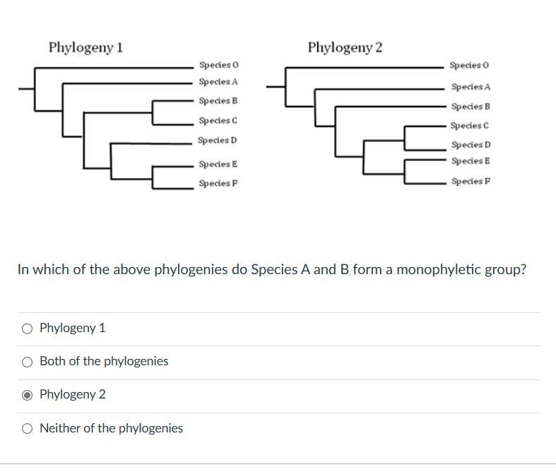 Solved someone said the answer was phylogeny two, but since | Chegg.com