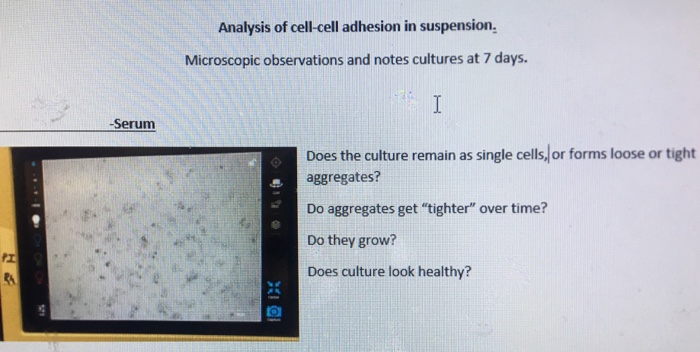 Analysis of cell-cell adhesion in suspension. | Chegg.com