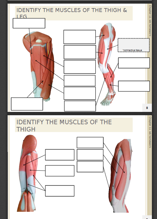 Solved IDENTIFY THE MUSCLES OF THE THIGH & LEG Chapter 11 | Chegg.com Solved IDENTIFY THE MUSCLES OF THE THIGH & LEG Chapter 11 | Chegg.com