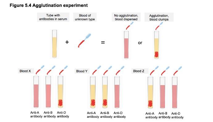 Solved Figure 5.4 Agglutination experiment Tube with | Chegg.com
