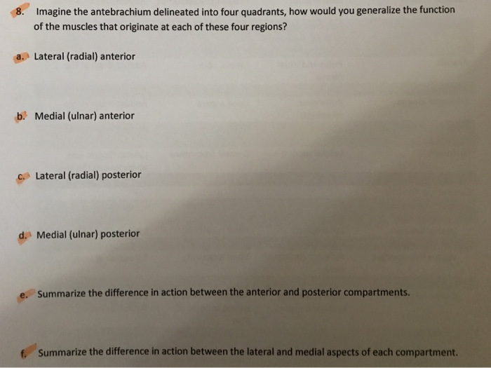 Solved 1. Describe the three borders of the anterior | Chegg.com