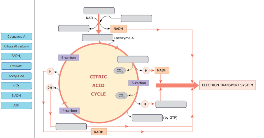 Solved Drag the labels onto the diagram to identify the | Chegg.com