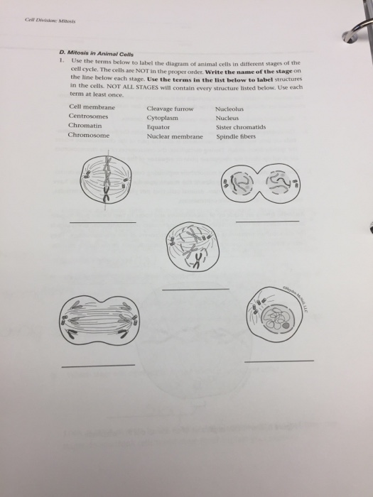 Solved D. Mitosis in Animal Cells 1. Use the terms below to | Chegg.com