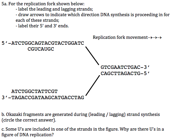 Solved 5a. For the replication fork shown below: - label the | Chegg.com