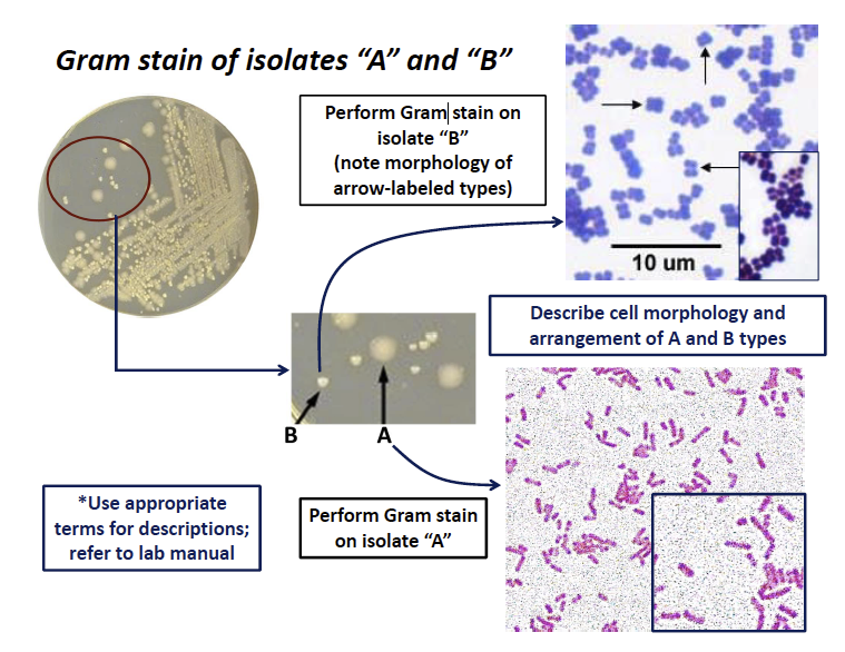 Solved Gram stain/Cellular Morphology Descriptions You have | Chegg.com