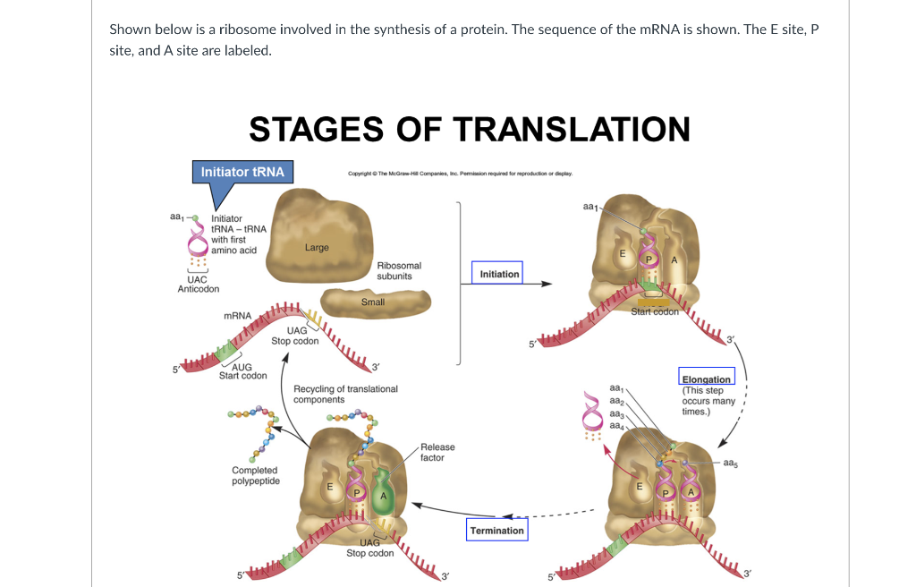 Solved Shown below is a ribosome involved in the synthesis | Chegg.com