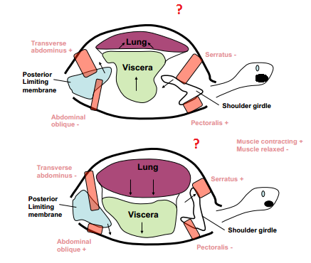 Turtle Respiratory System