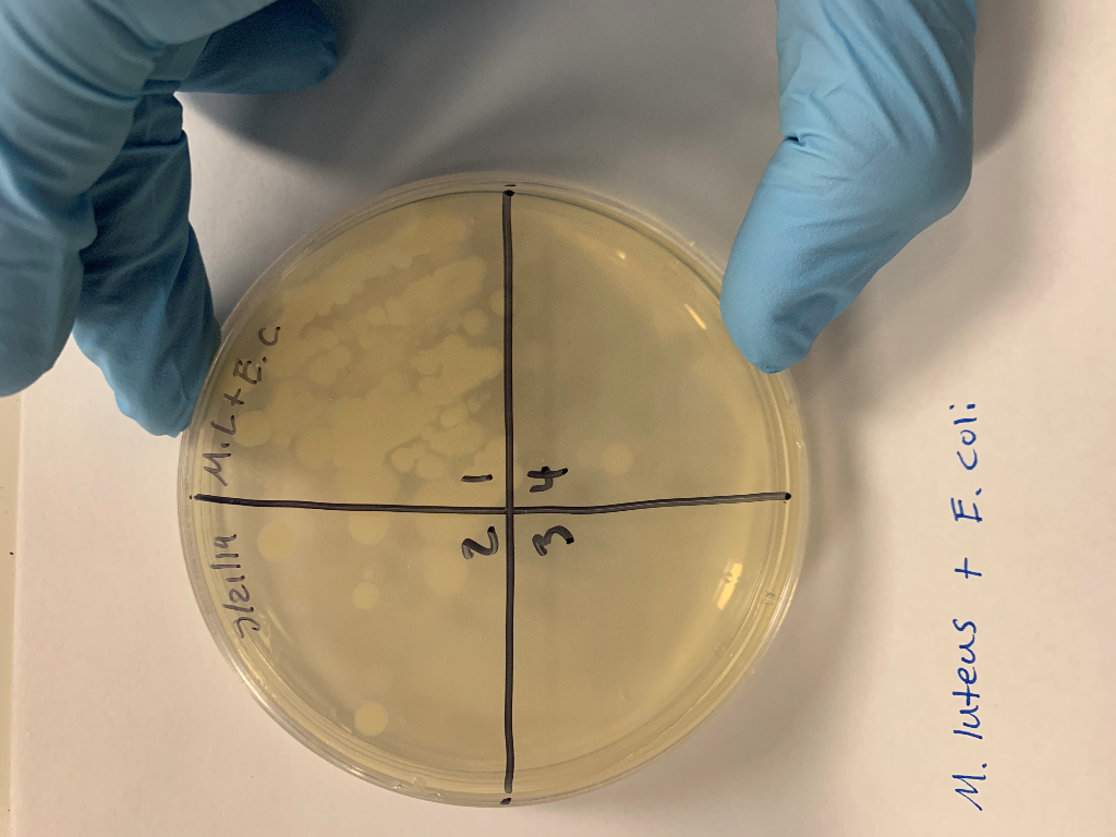 I have attached lab reports and lab pictures. I need | Chegg.com