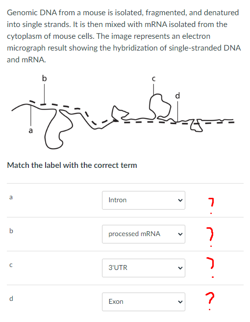 Solved Genomic DNA from a mouse is isolated, fragmented, and | Chegg.com