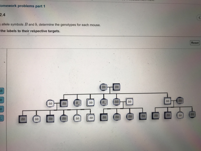Solved omework problems part 1 2.4 allele symbols B and b, | Chegg.com