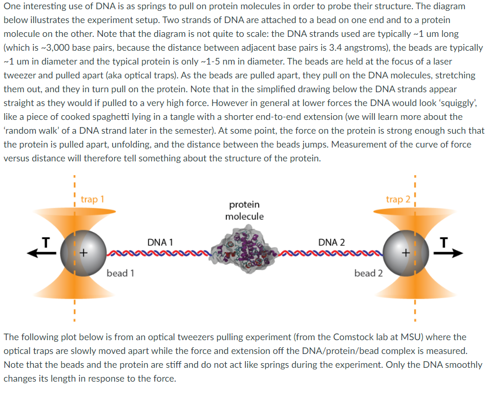Solved One interesting use of DNA is as springs to pull on | Chegg.com