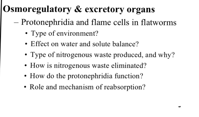 Solved Osmoregulatory & excretory organs - Protonephridia | Chegg.com