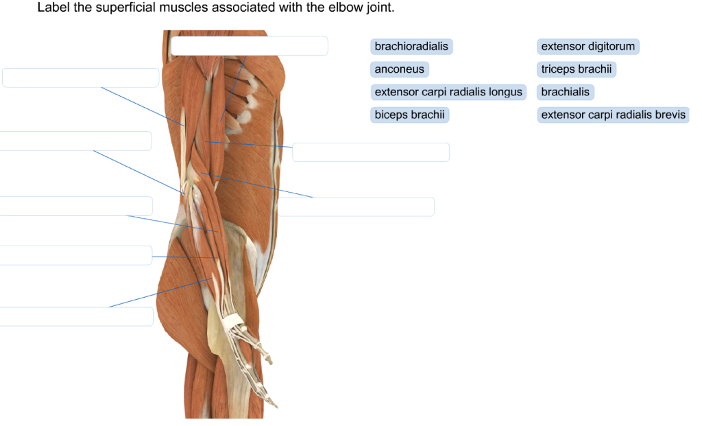 Elbow Joint Muscles