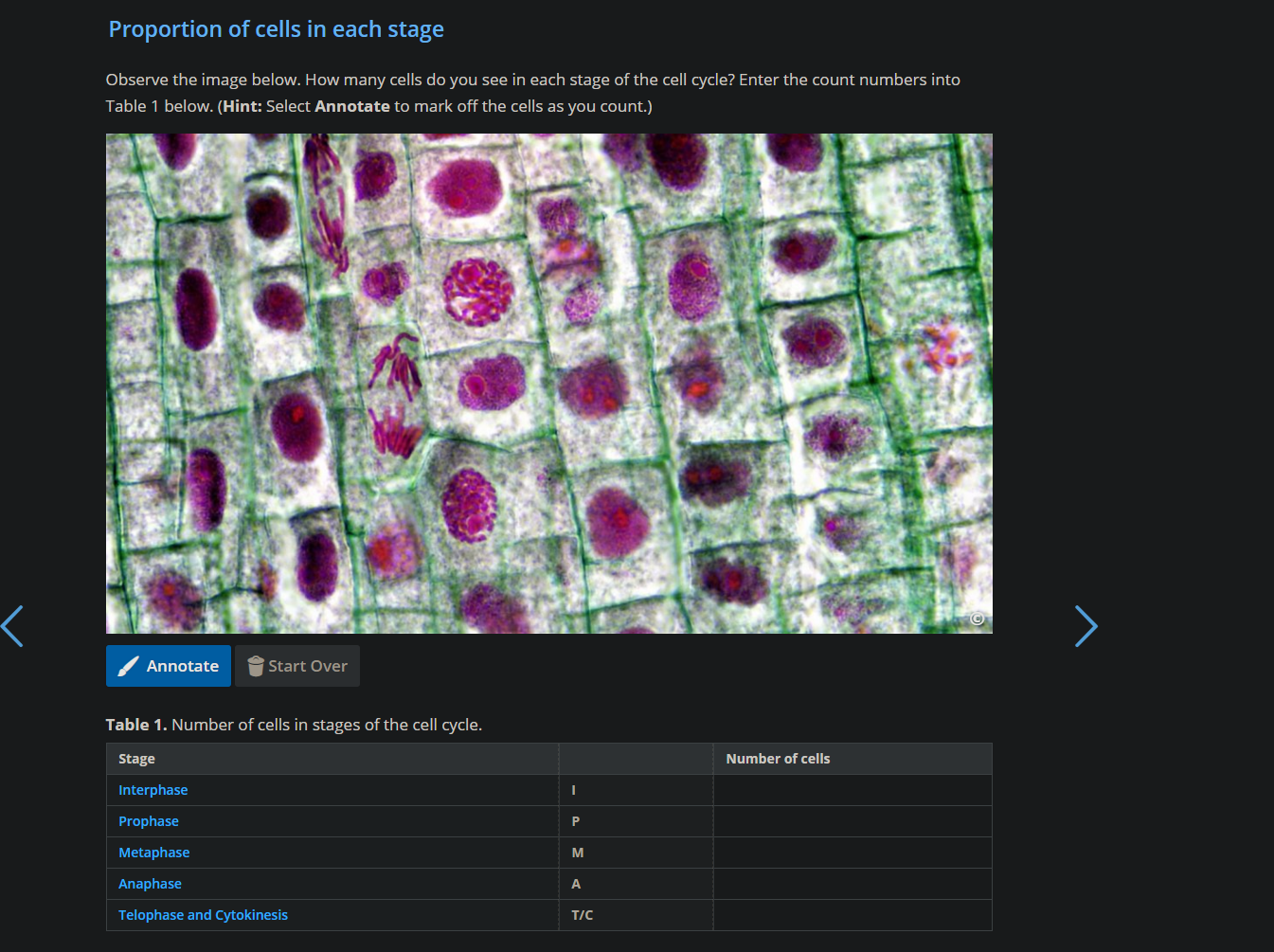 Solved Proportion of cells in each stage Observe the image | Chegg.com