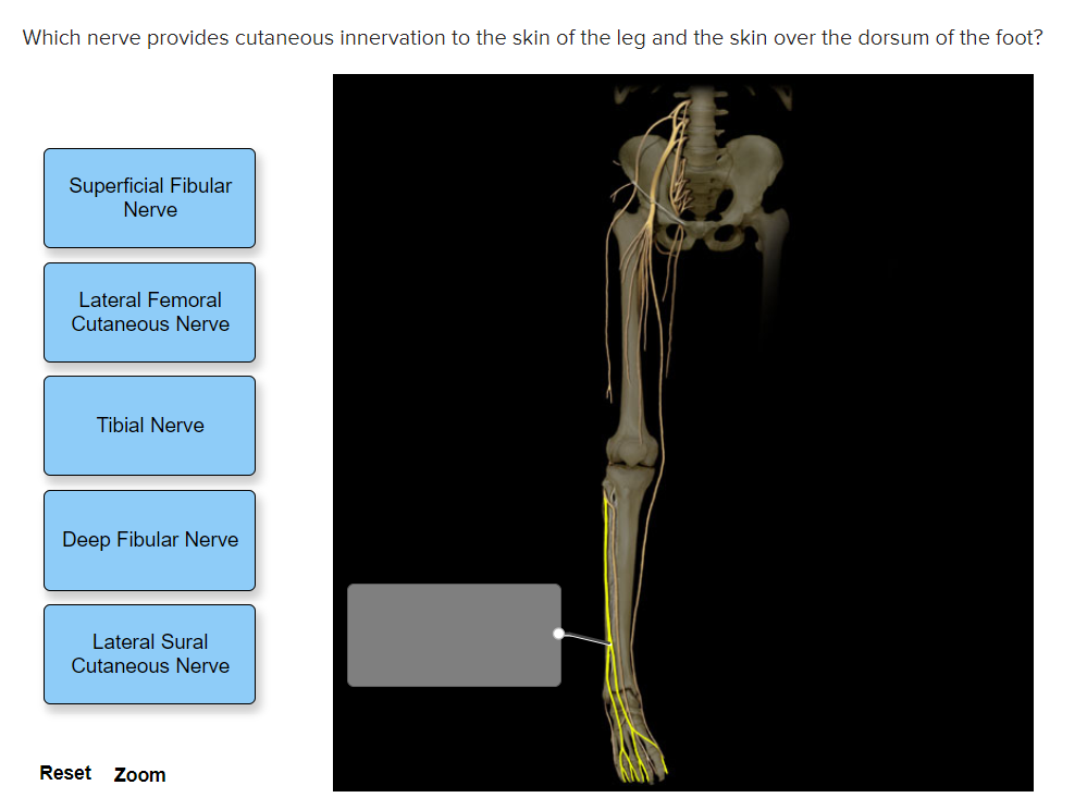 Solved Which nerve provides cutaneous innervation to the | Chegg.com