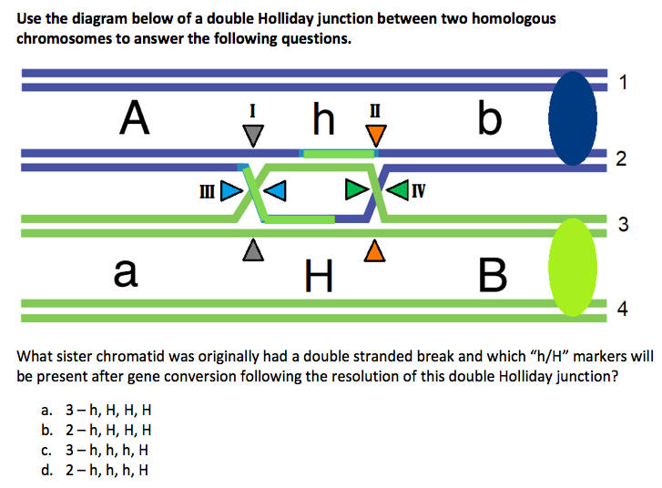 Solved Use the diagram below of a double Holliday junction | Chegg.com