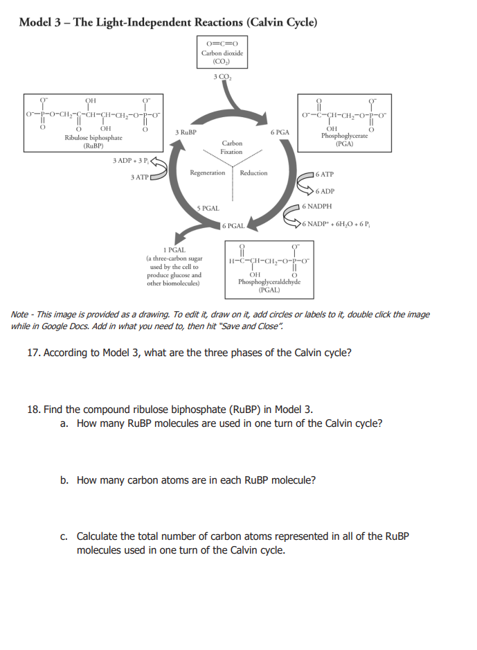Solved Name: BI0181 Worksheet: Photosynthesis How do | Chegg.com